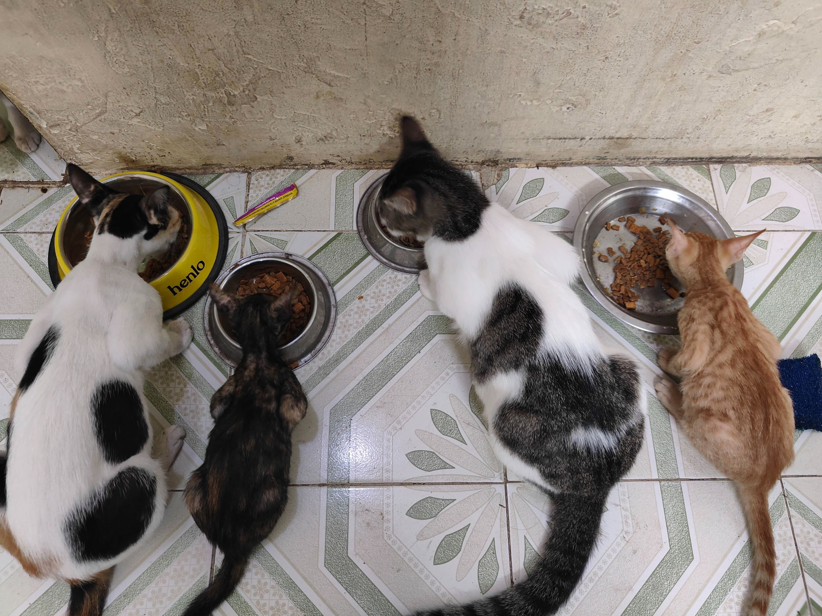 Gully Stray Care